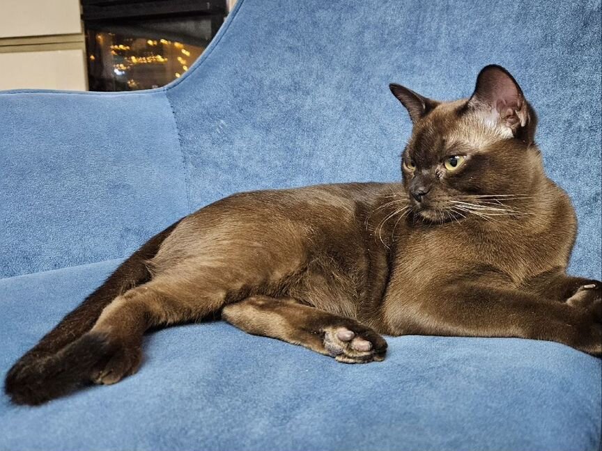 Котик бурма вязка