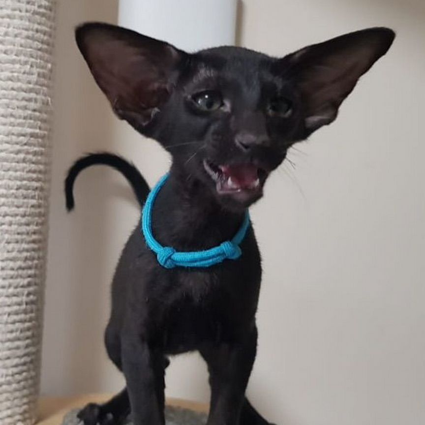 Ориентальный котёнок