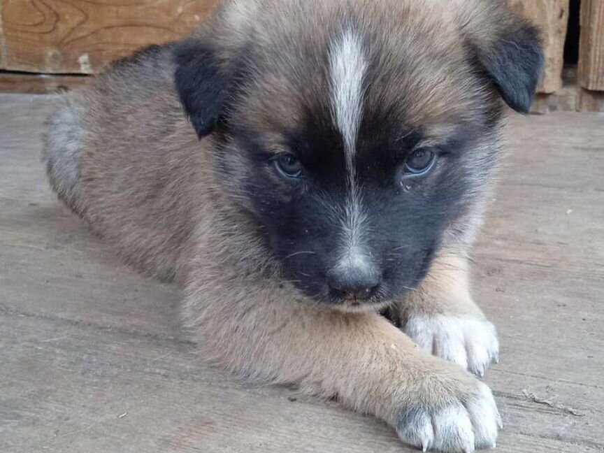 Щенки в добрые руки