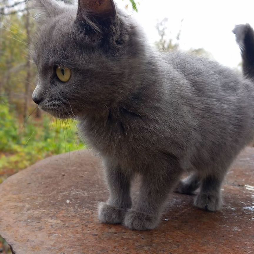 Котик в добрые руки бесплатно