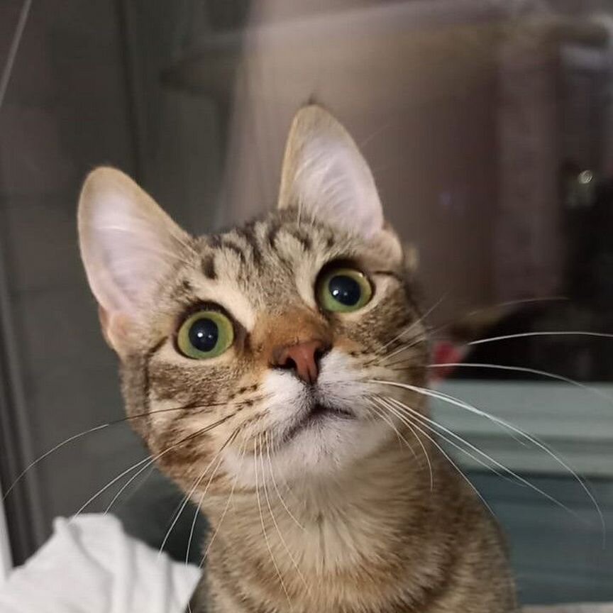 Котенок тигр в добоые руки