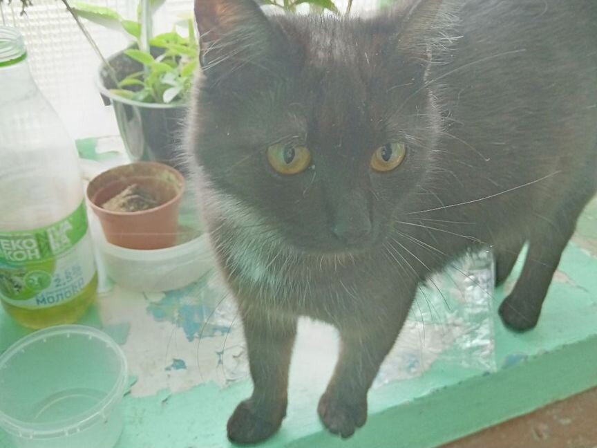 Кошка