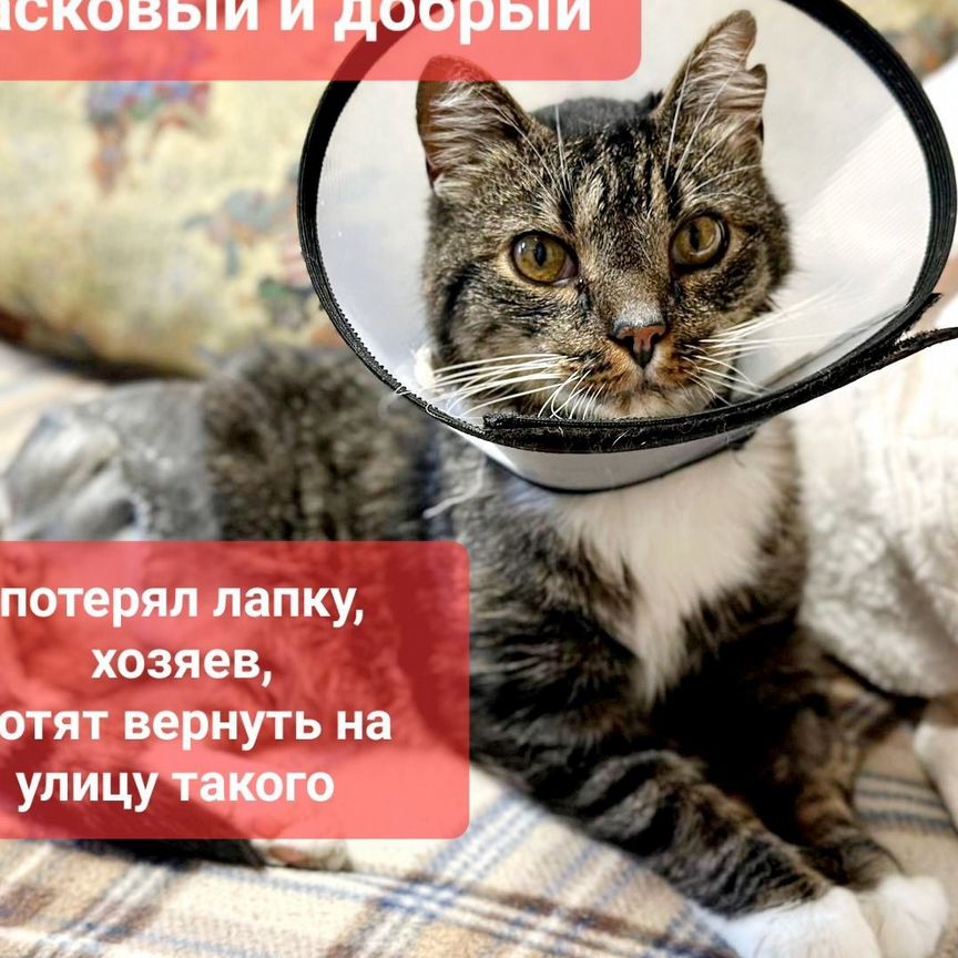 Взрослый кот в добрые руки