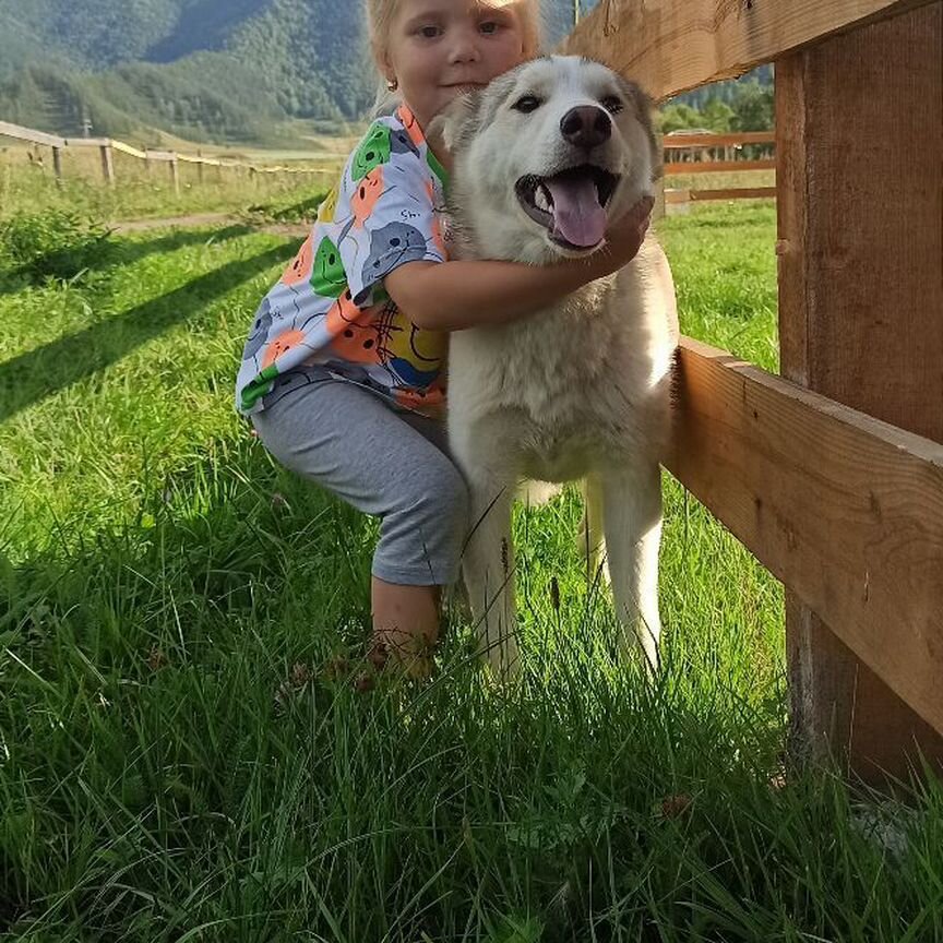 Щенок лайка+ маламут