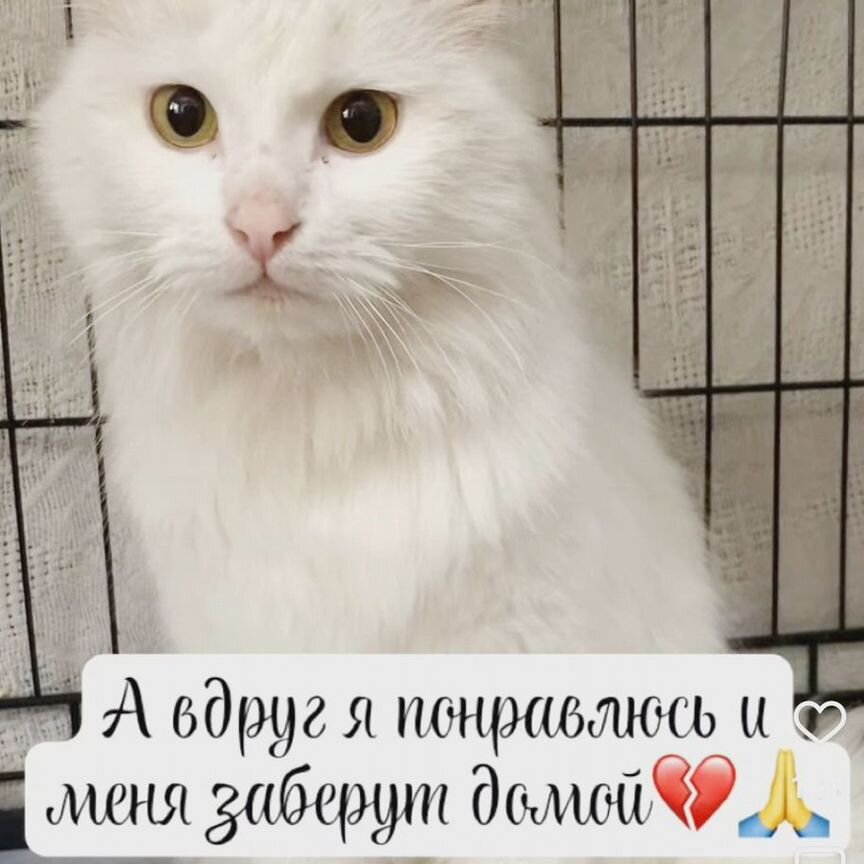 Отдам кошечку в добрые руки