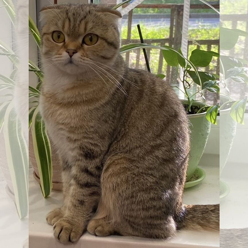 Шотланская вислоухая кошка