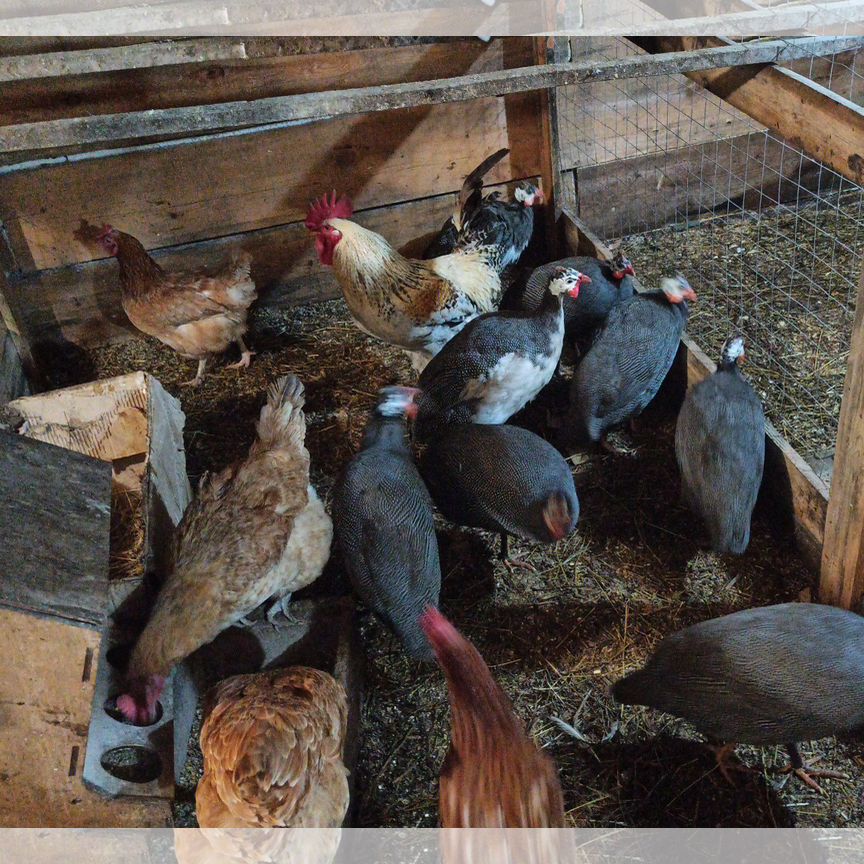 Продаю цесаря