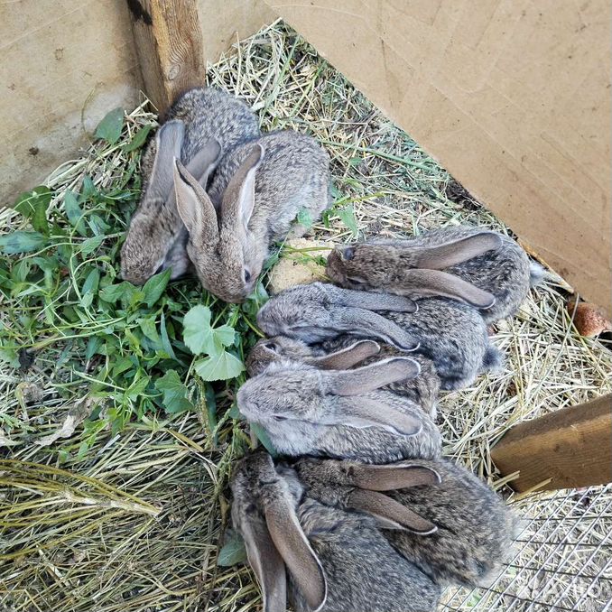 Кролики фландеры