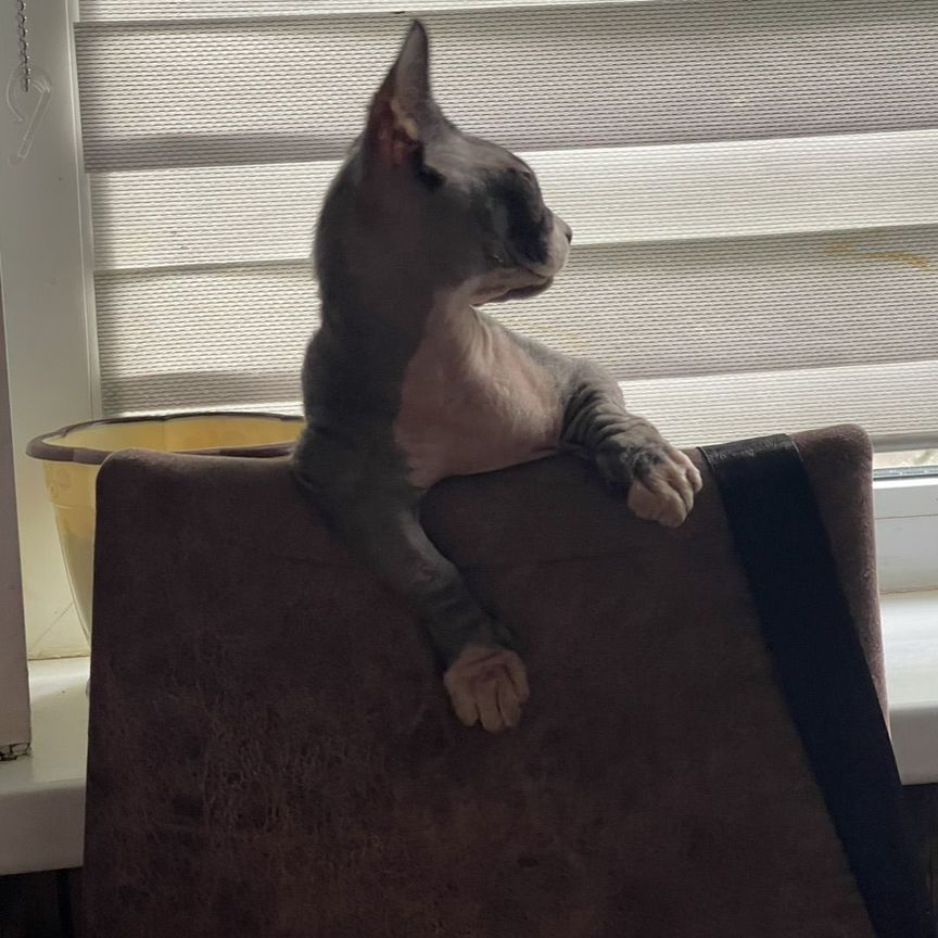 Канадский сфинкс