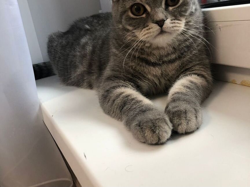 Шотландский чистокровный кот
