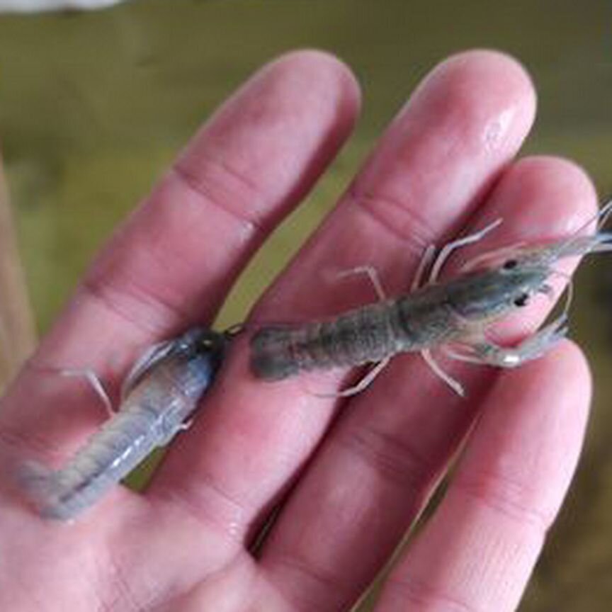 Продам малька рака