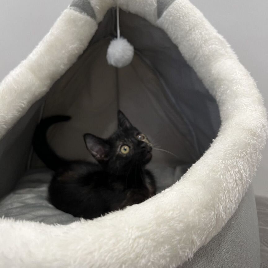 Котенок в добрые руки