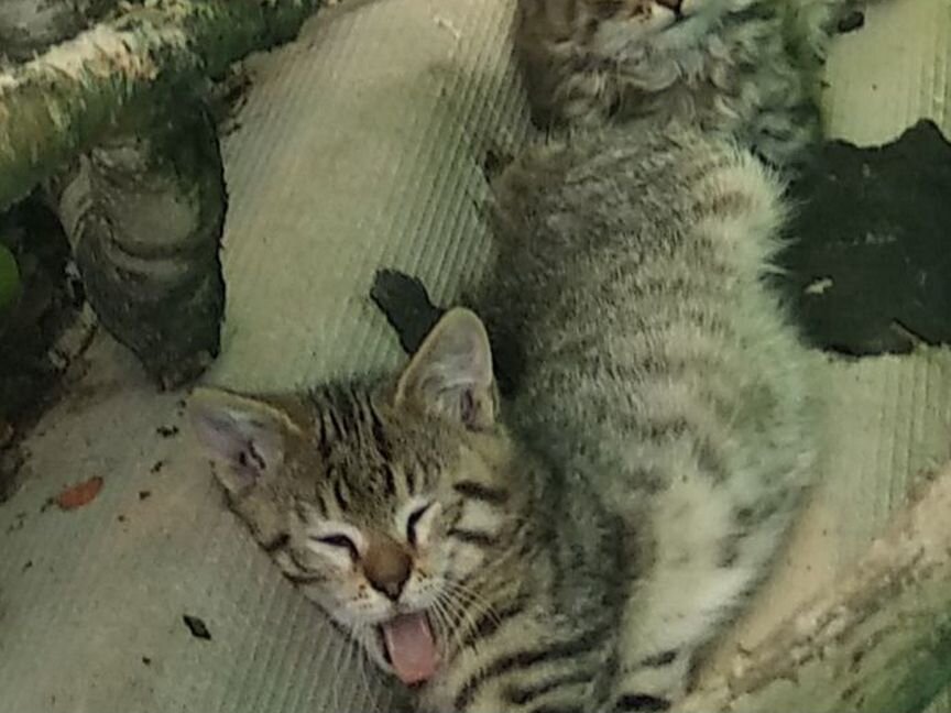Счастливые Котята
