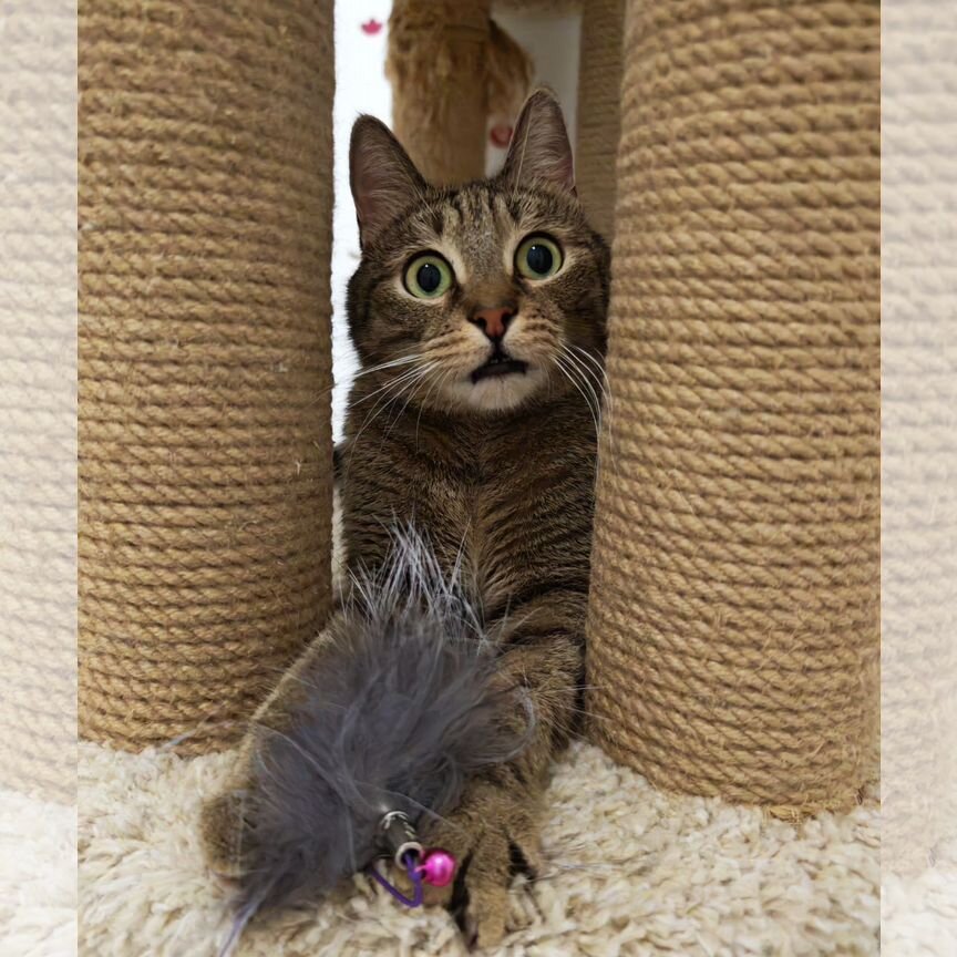 Взрослая, Девочка кошка в добрые руки