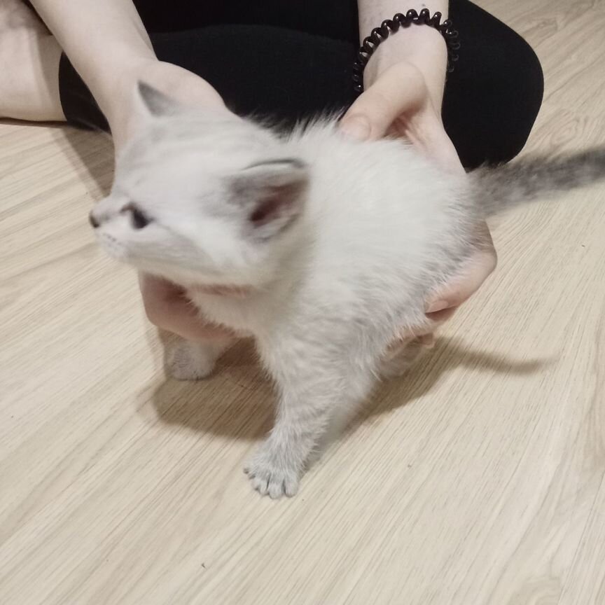 Котята от вислоухой кошки