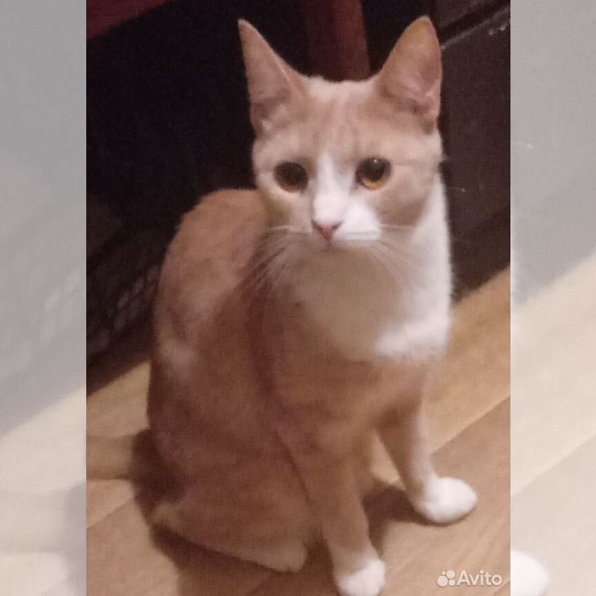 Рыжая шотландочка с белым воротничком