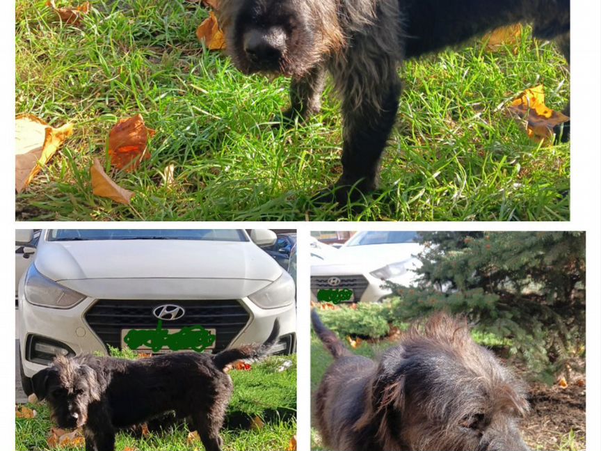 Не большой бородатик мальчик ищет дом