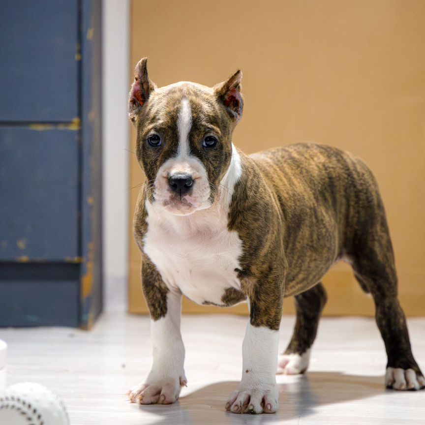 Булли классик тигровый мальчишка