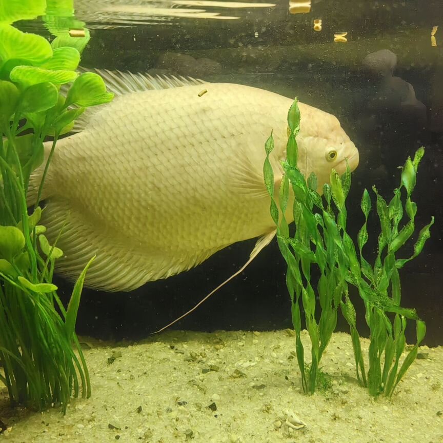 Рыба Гурами гигантский
