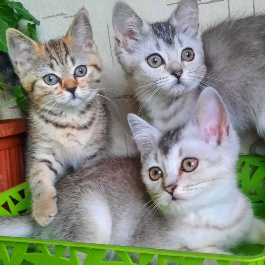 Чистокровные британцы