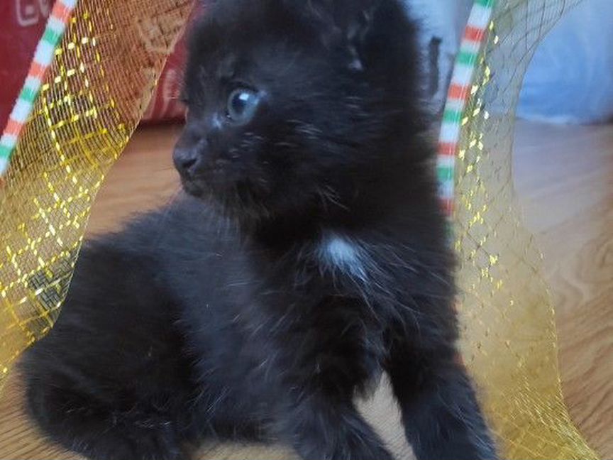 Котята