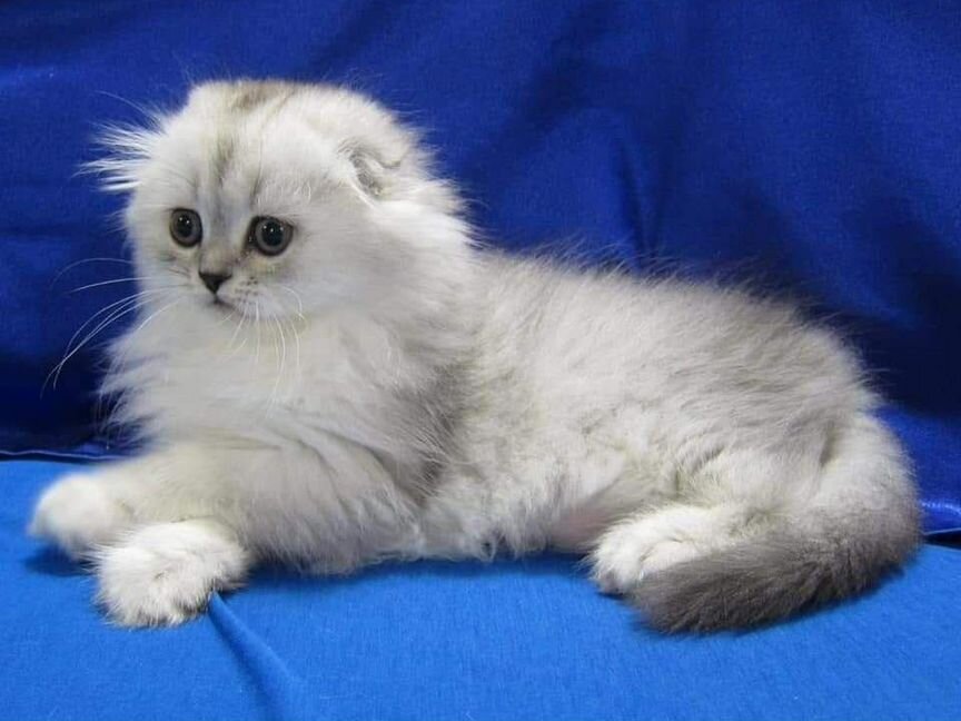 Серебристые котята с прививками