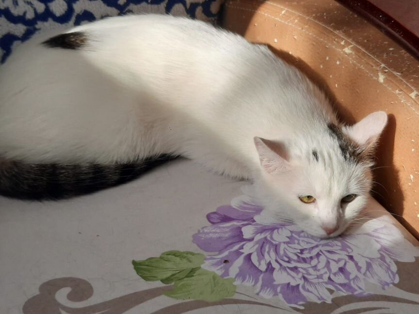 Кошечка Белочка