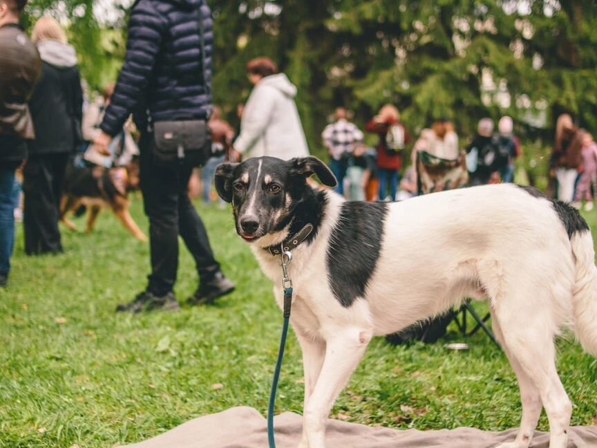Умнейший пёсик Малыш в добрые руки