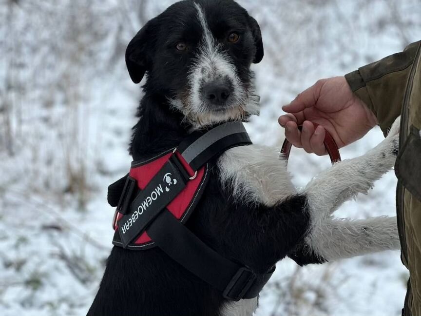 Пес ищет дом