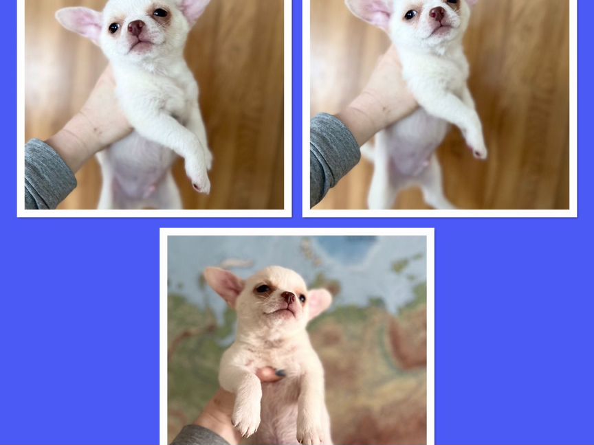 Щенки чихуахуа мини мальчики. Белые и шокадный