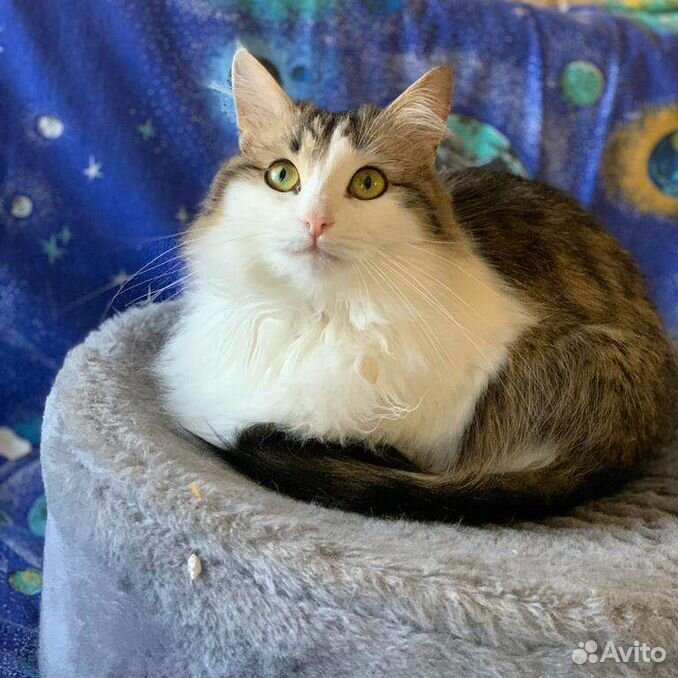 Принцесса кассандра