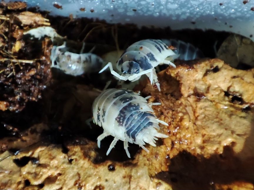 Доставка / Мокрица Porcellio Laevis var. Dairy Cow