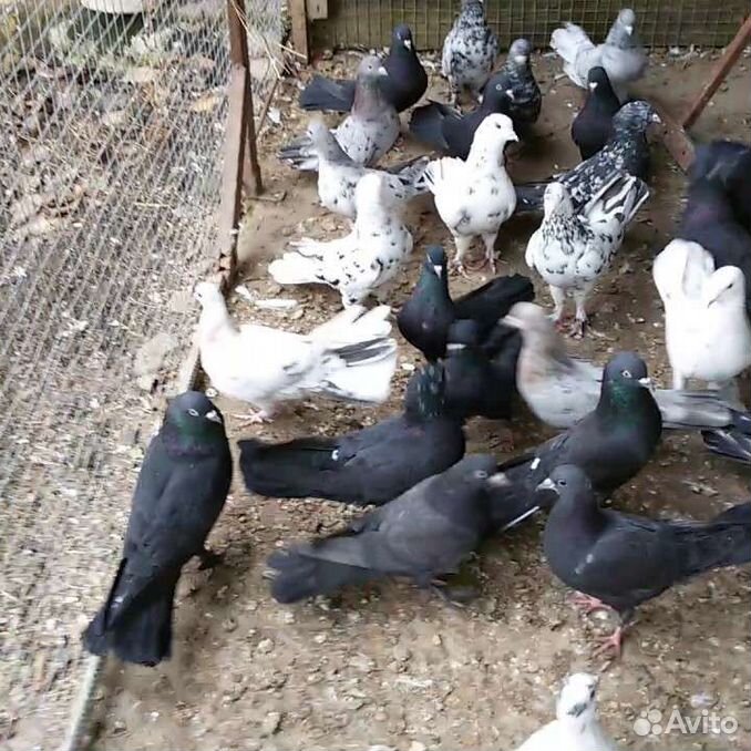 Продажа бакинских голубей