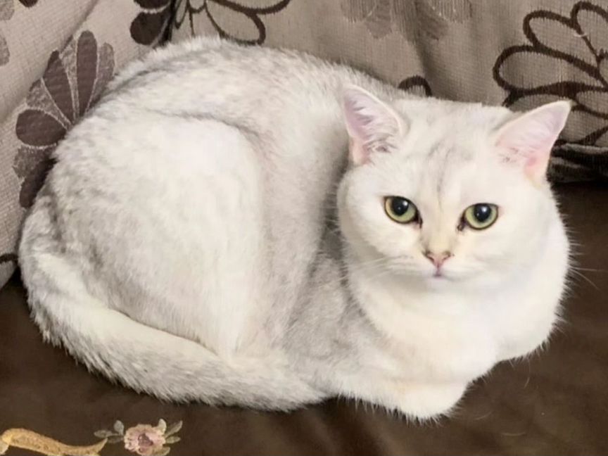 Британская кошка выкинул на улицу