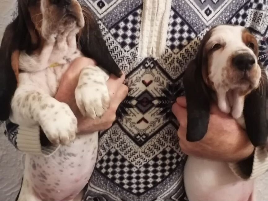 Щенки бассет хаунд