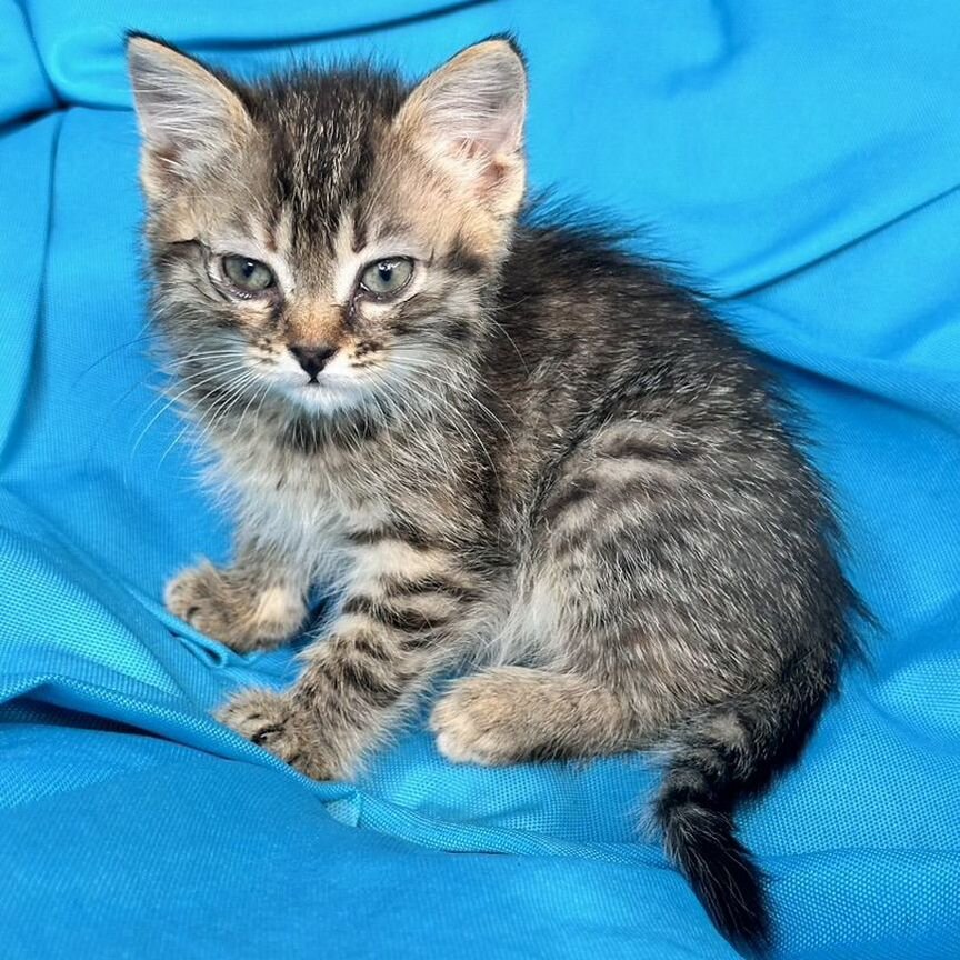 Котенок девочка ждет свою семью