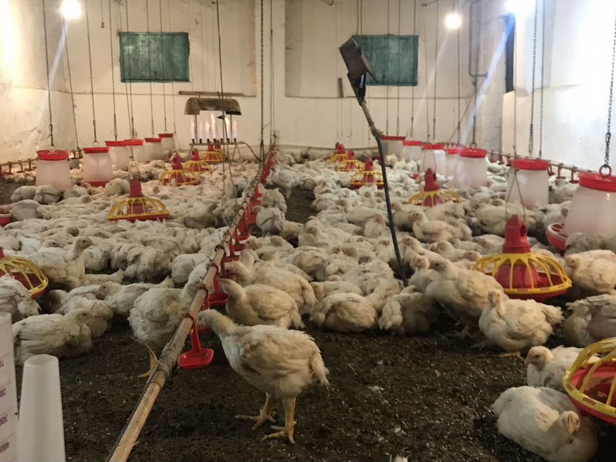 Домашние куры бройлеры