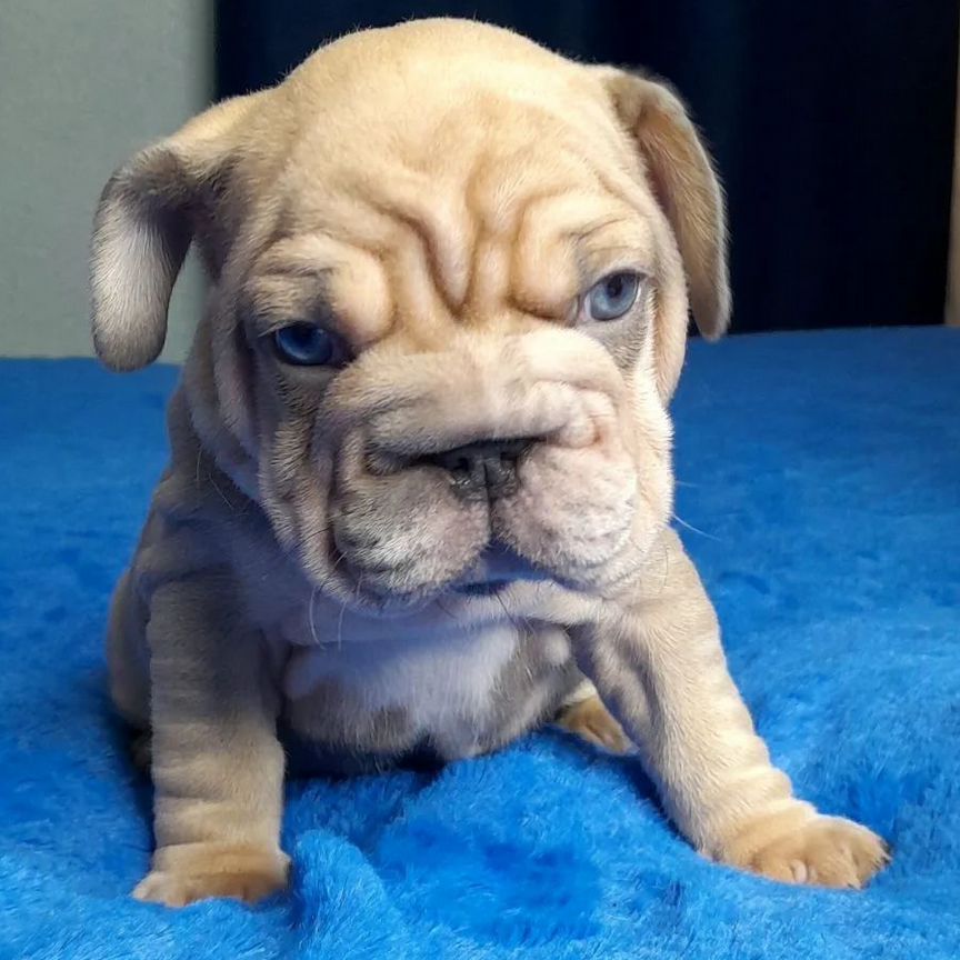 Французский бульдог, щенок