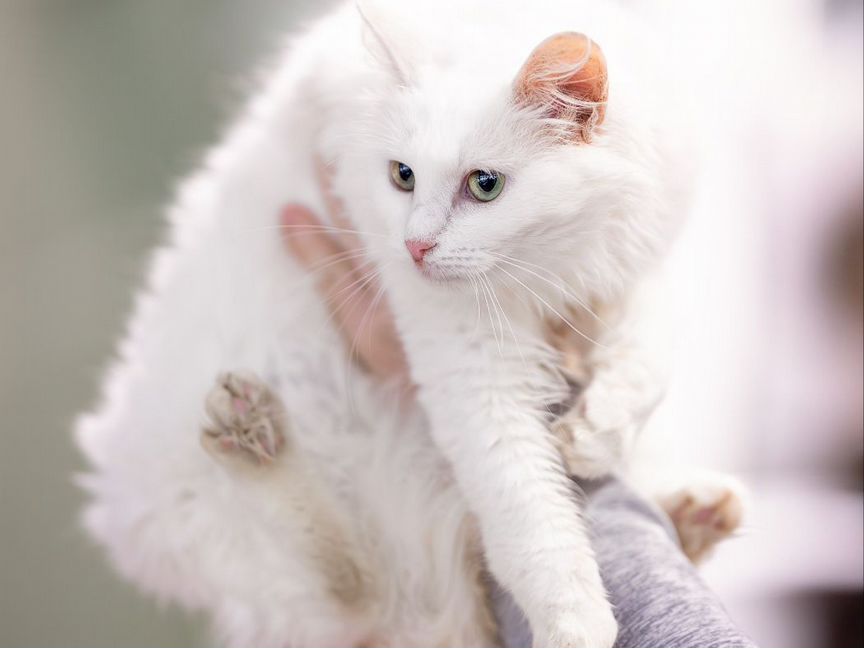 Кошка Белоснежка ищет дом