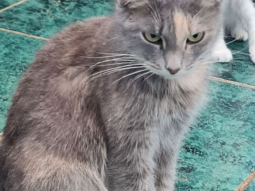 Котёнок Девочка 6 месяцев