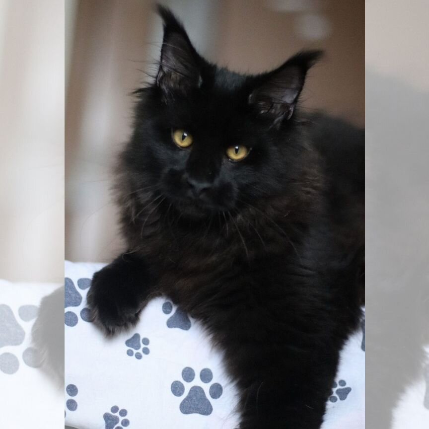 Мейн-кун котёнок