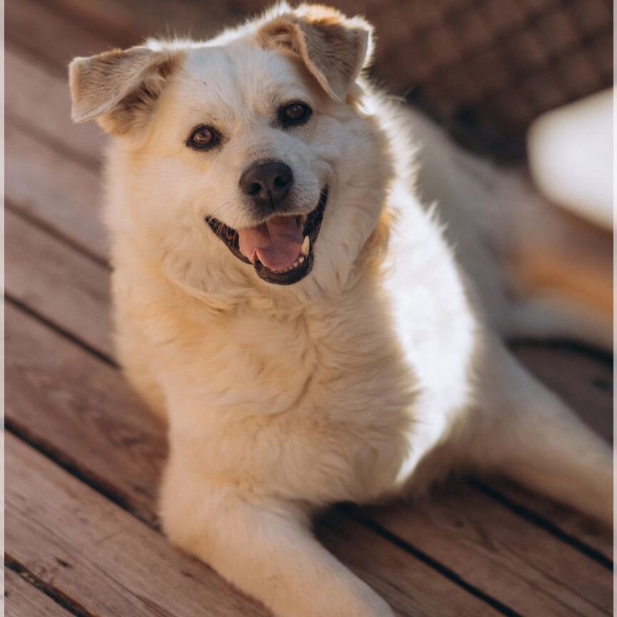 Взрослая собака в добрые руки