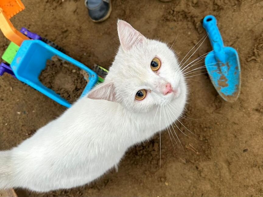 Белый молодой котик подросток