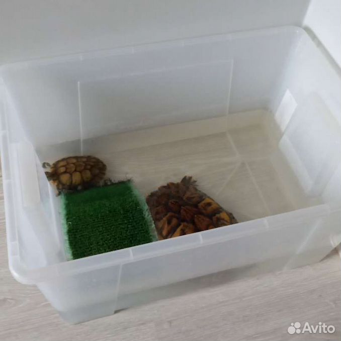 Красноухая черепаха