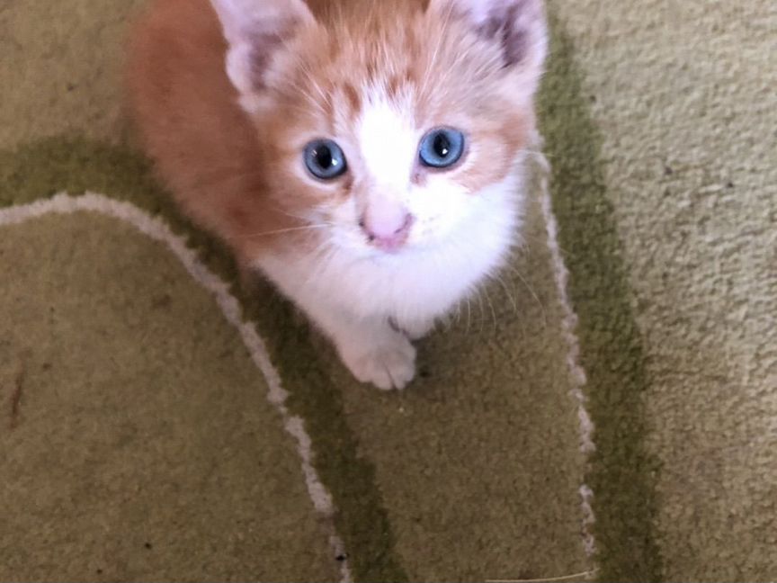 Отдам кота в добрые руки