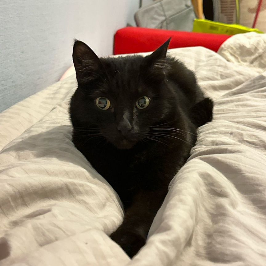 Потерялся кот