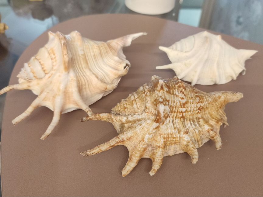 Ракушки морские рогатые