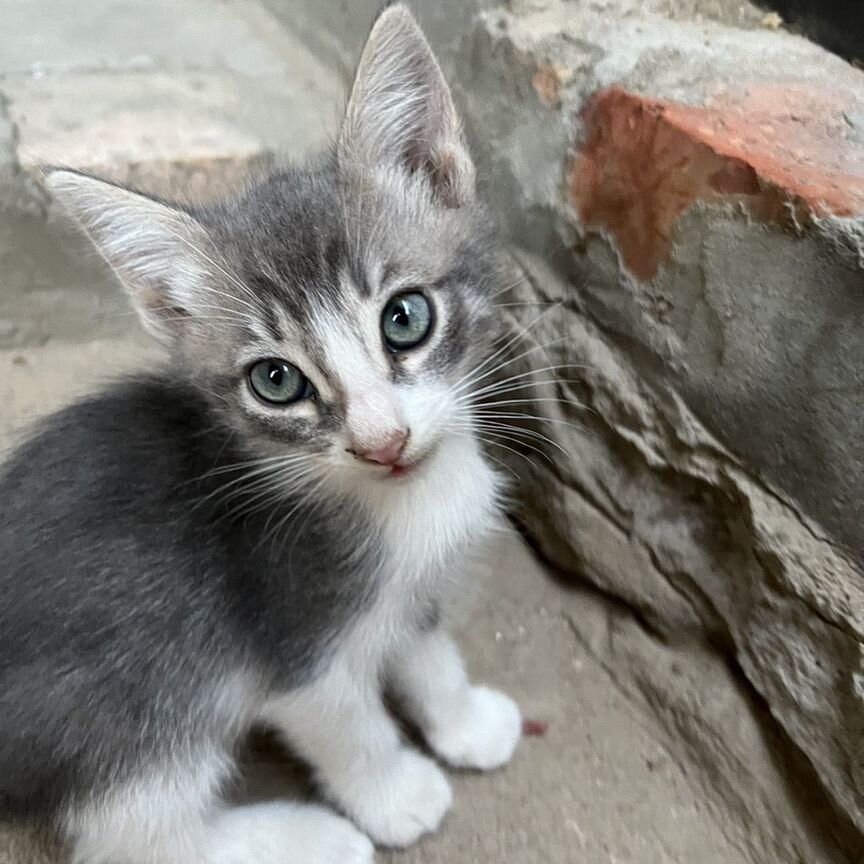 Котенок ищет дом