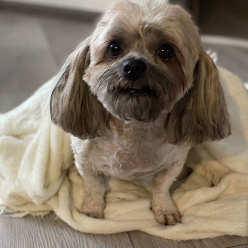 Русская цветная болонка в добрые руки