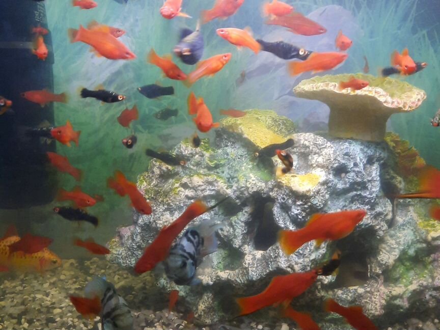 Аквариумные рыбки